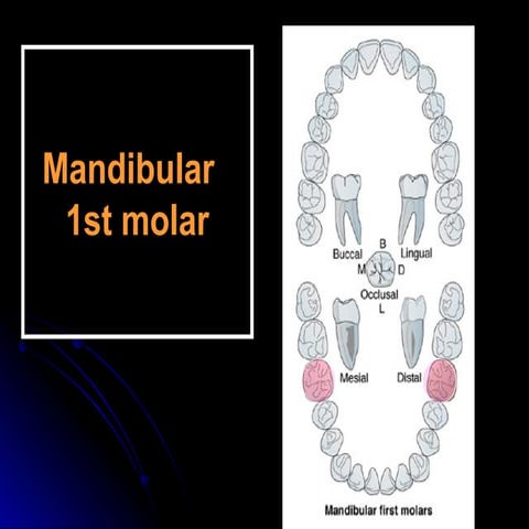 DENTAL ANATOMY OF PRIMARY MAXILLARY AND MANDIBULAR 2ND MOLAR . | PDF