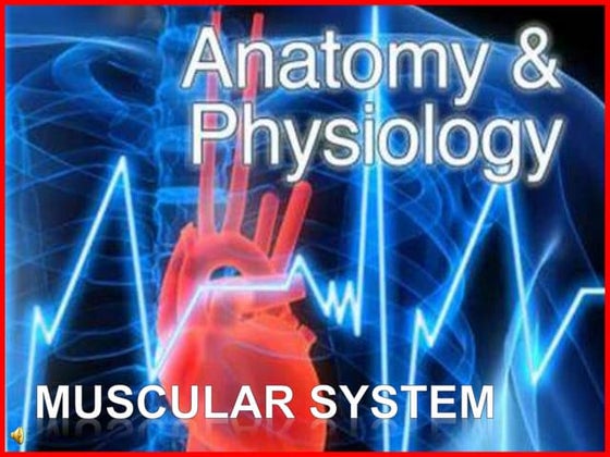 Anatomy-Muscular-System of HumanB(PPT).ppt