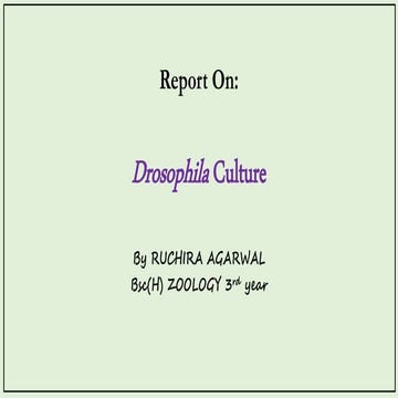 LAB REPORT DROSOPHILA MELANOGASTER | DOC