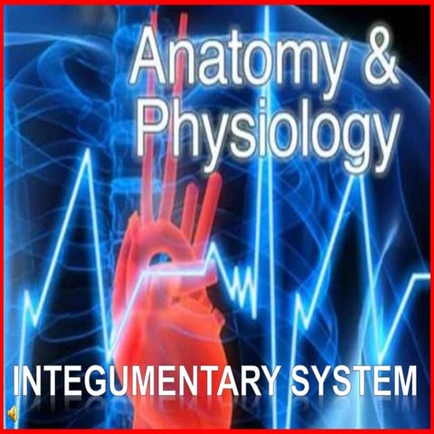 176-Anatomy-Integumentary-System.ppt