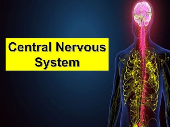 Peripheral Nervous System (PNS) | PPT