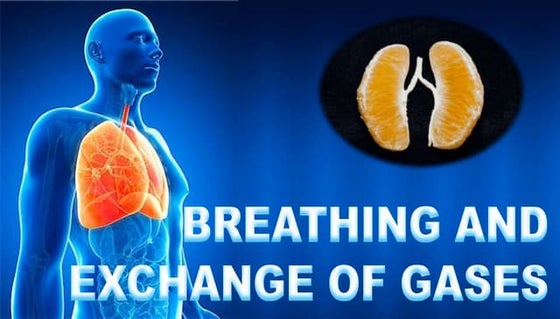 Respiration & Gas Exchange | Cambridge IGCSE Biology | PDF