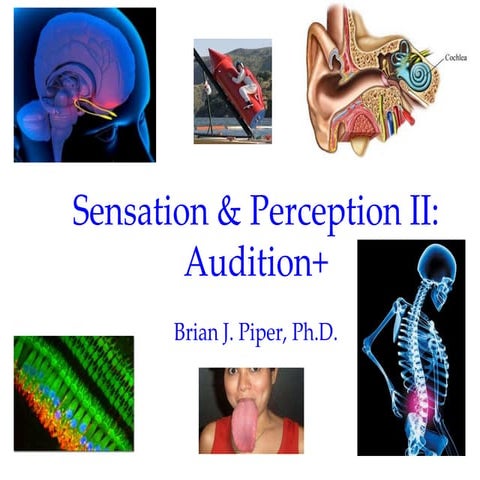 Introductory Psychology: Sensation & Perception: Auditory+ | PPTX