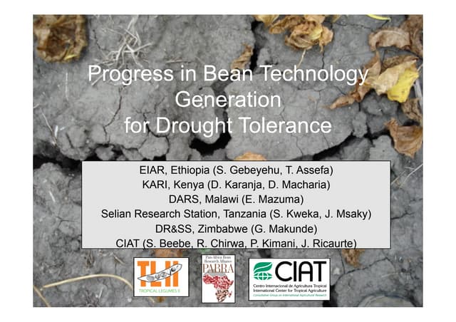 17 Steve Beebe Objective4 Common Bean - CIFOR-ICRAF Knowledge: Slide