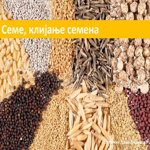 Seme, klijanje semena | PPTX
