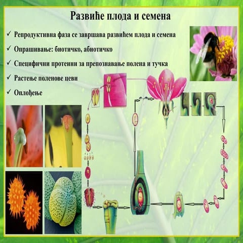 18. Razvice ploda i semena, starenje biljke | PPT