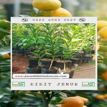 0822.2083.0527 (Tsel) ASLI, Bibit Jeruk Keprok Siam | PDF