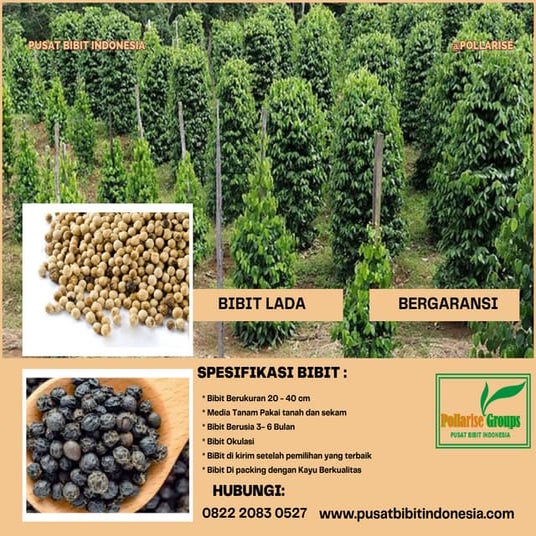0822.2083.0527 (Tsel) Pengadaan Bibit Lada Perdu Di Bogor | PPT