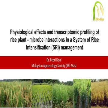 1809 - Physiological Effects and Transcriptomic Profiling of Rice Plant ...