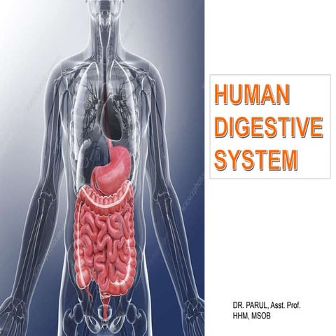 anatomy: Human digestive system and its parts | PPT | Ear, Nose and ...