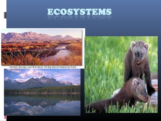 Life science ecosystem. grade 10 | PPTX