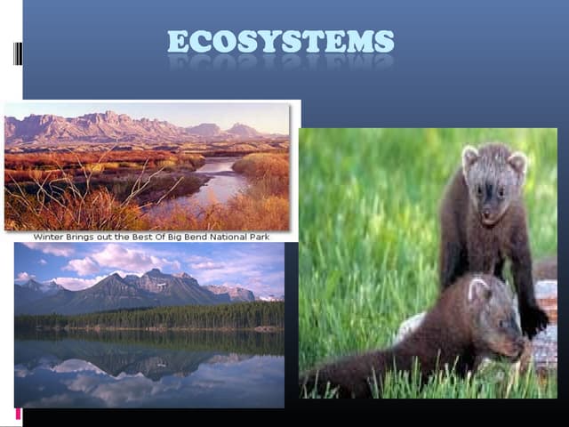 Ecosystem:Structure and Function | PPTX
