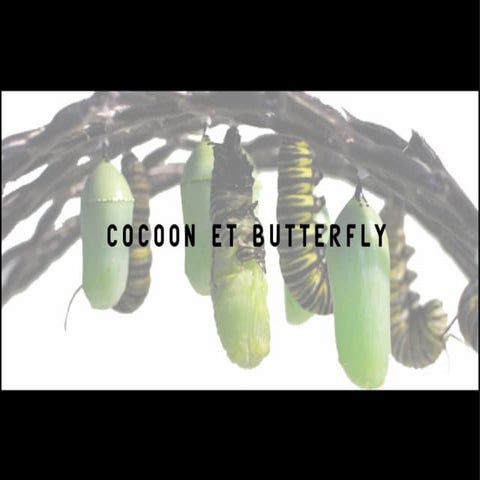 Metamorphosis Concept and Designs | PPT