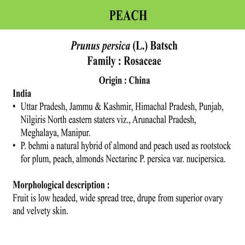 Peach_Ppt.ppt