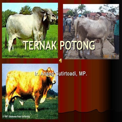 ternak-potong | PPT
