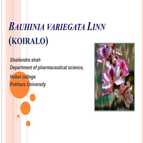 18 bauhinia variegata linn(koiralo) | PPT