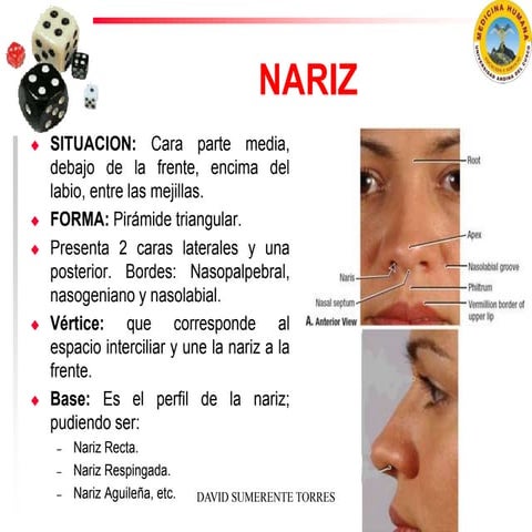 Partes De La Nariz Humana