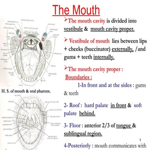 oral cavity+pharynx anatomy and pathology.ppt