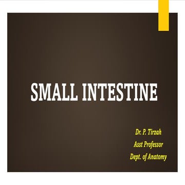 functions of small intestine and its uses | PDF