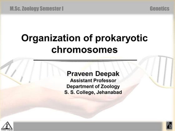 Genome organization in prokaryotes(molecular biology) | PPTX