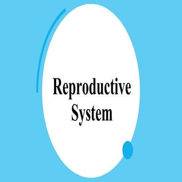 Female Reproductive System Powerpoint Presentation Pptx