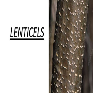 Anatomy of angiosperms: Lenticels and rhytidome | PPTX