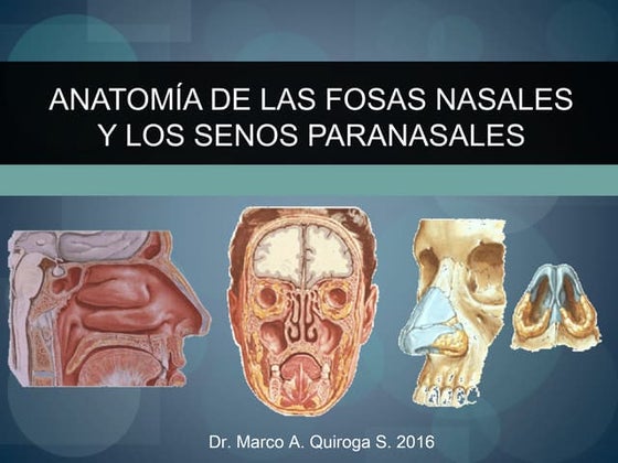 Anatomía de los senos paranasales | PDF