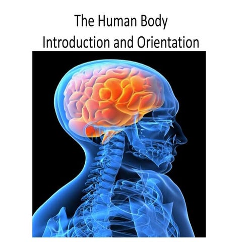 Chapter 1. Introduction to Human Body | PPTX