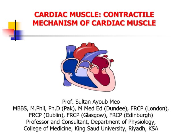 Structure of cardiac muscle excitation contraction coupling properties ...