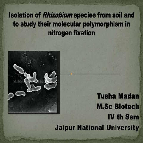 Isolation of rhizobium species from soil and to | PPTX