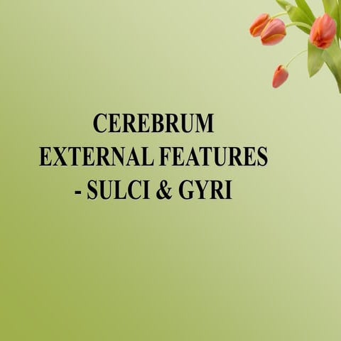 1Cerebrum - sulci and gyri.neuroanatomyppt | PPT