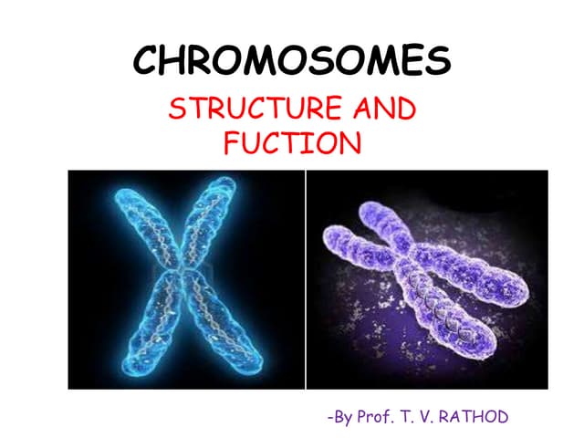 Morphology of Chromosomes | PPTX