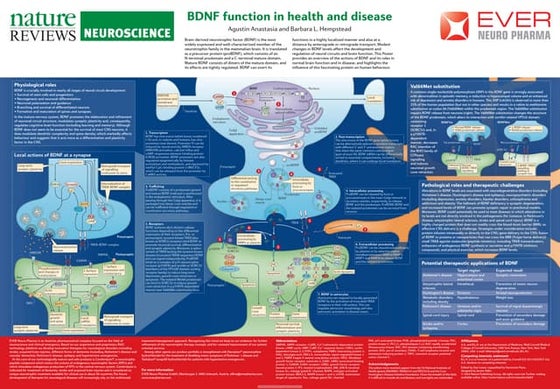 Nerve growth factor (NGF) Signalling pathways. | PPTX | Brain and ...
