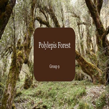 Polylepis Presentation | PPTX
