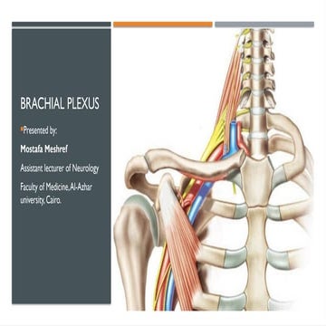 Brachial Plexus Anatomy | PPTX