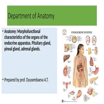 Morphological characteristics of Endocrine apparatus .pptx