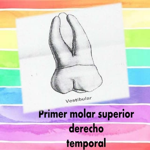 Anatomía Del Primer Molar Mandibular Primario Anatomía Dental De