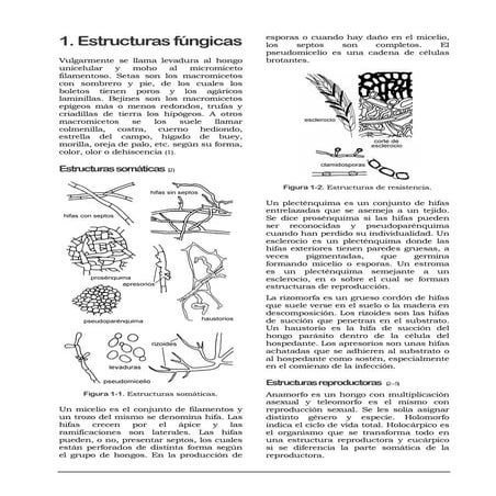Estructuras de reproducción sexual y asexual de hongos fitopatógenos | PPTX
