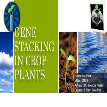 gene stacking in crop plants final | PPTX