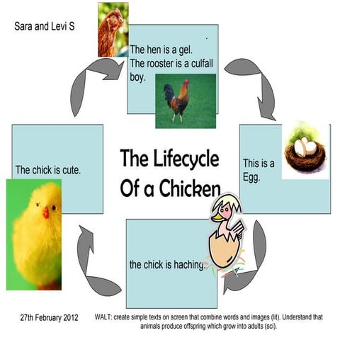 The Lifecycle of a Chicken by 1G | PPT