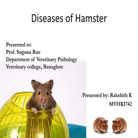 Hamster - Bacterial, Viral, Mycotic, Parasitic and Non infectious ...