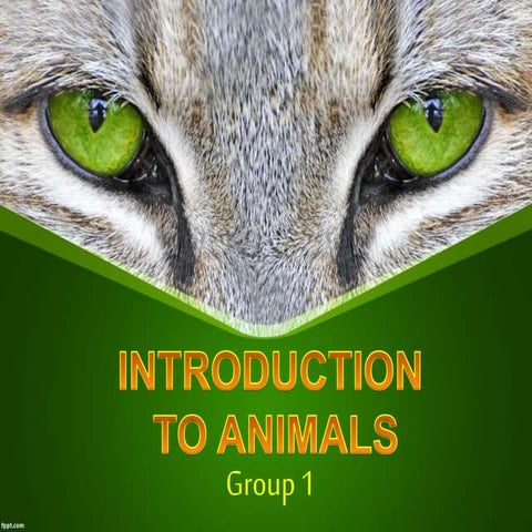 Introduction to Animals | PPTX