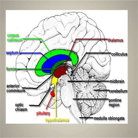 1 Introduction to CNS pharmacology.ppt