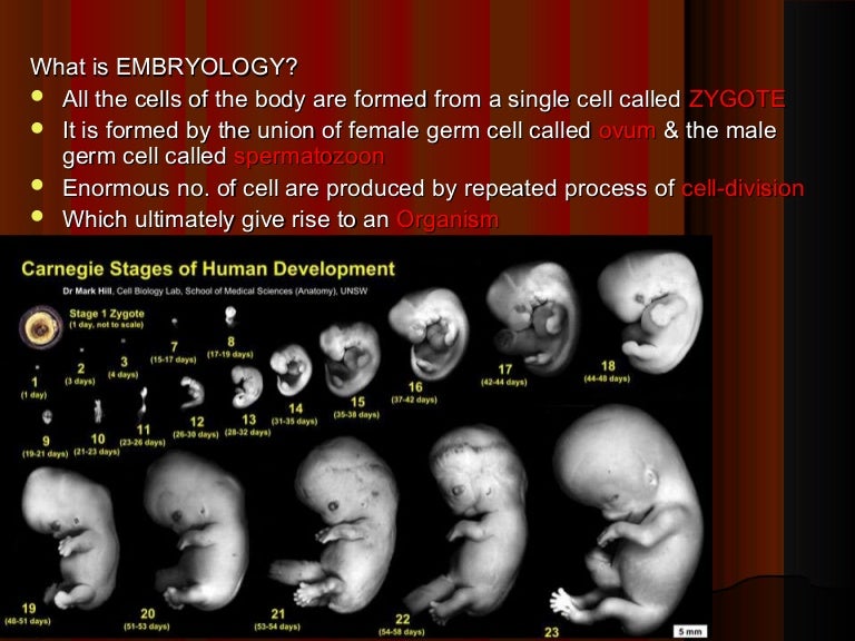 Embryology