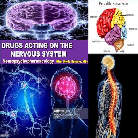 1_ INTRODUCTION TO THE CNS -.ppt central nervous system | PPT
