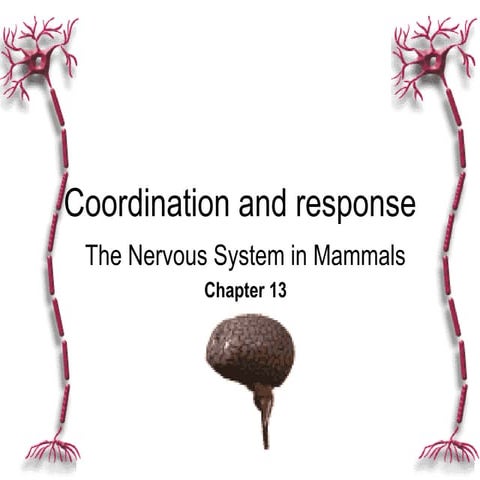 Chapter 13 The Nervous System Lesson 1 - Introduction to the Nervous ...