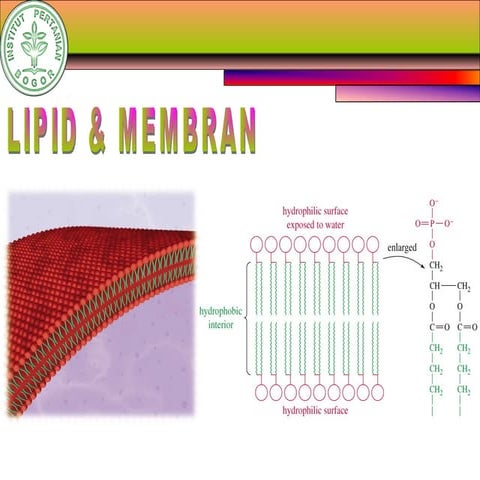 1 lipid dan-membran | PPT