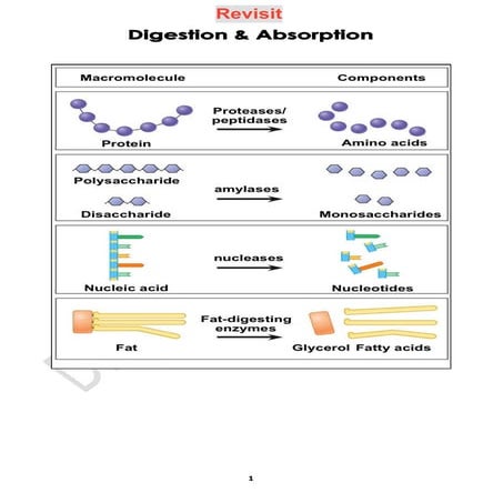 1) Lipid Digestion & absorption (1) (1).pdf