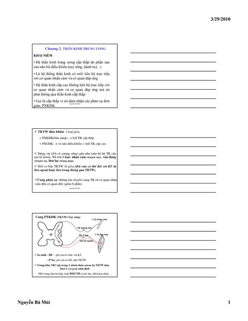 Bai 14 he than kinh | PPTX