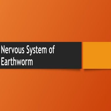 Nervous_System_of_Earthworm which is connected with different nerves | PPT